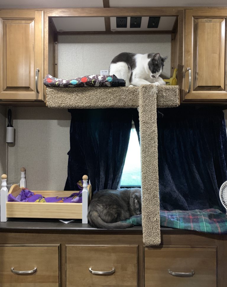 RV life with cats: cattifying your RV for maximum feline happiness ...